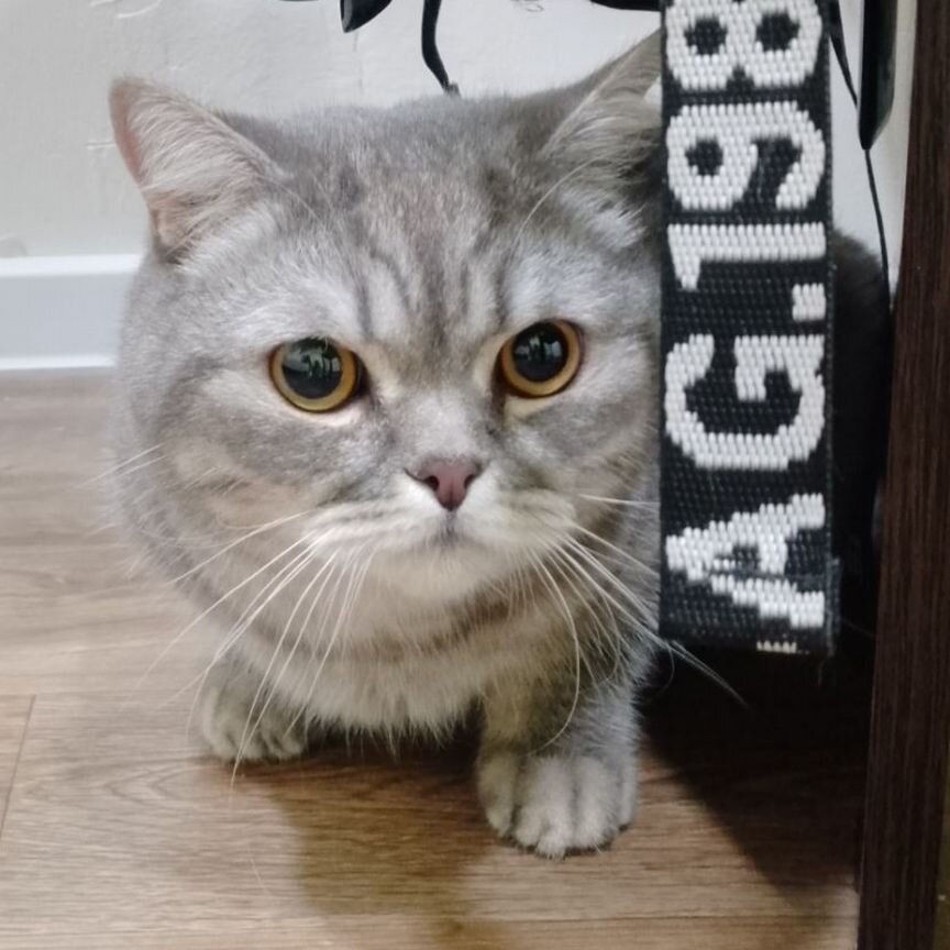 Персидский кот, взрослый