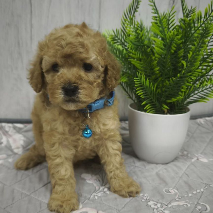 Той-пудель, щенок