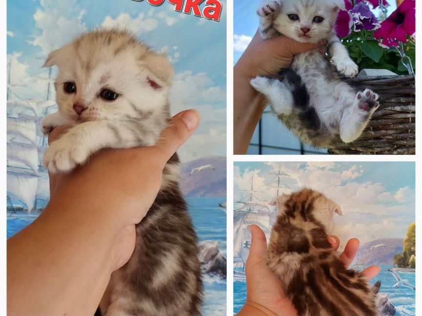 Шотландские вислоухие котята