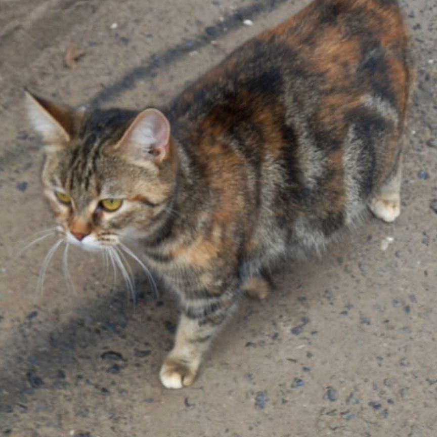 Кошка в добрые руки