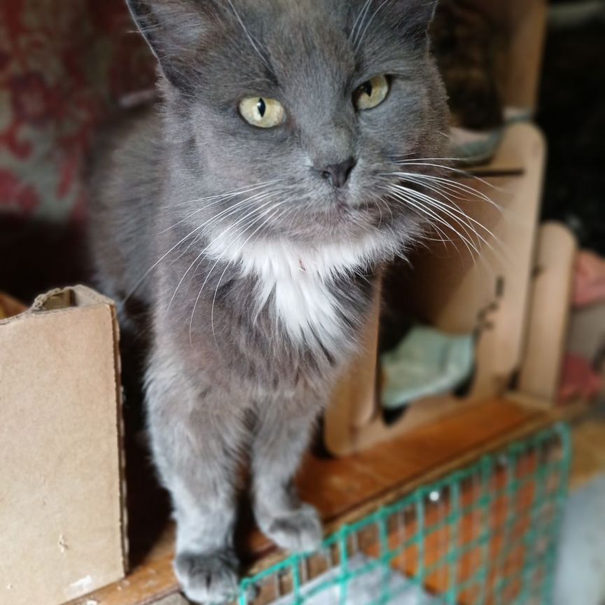 Русская голубая