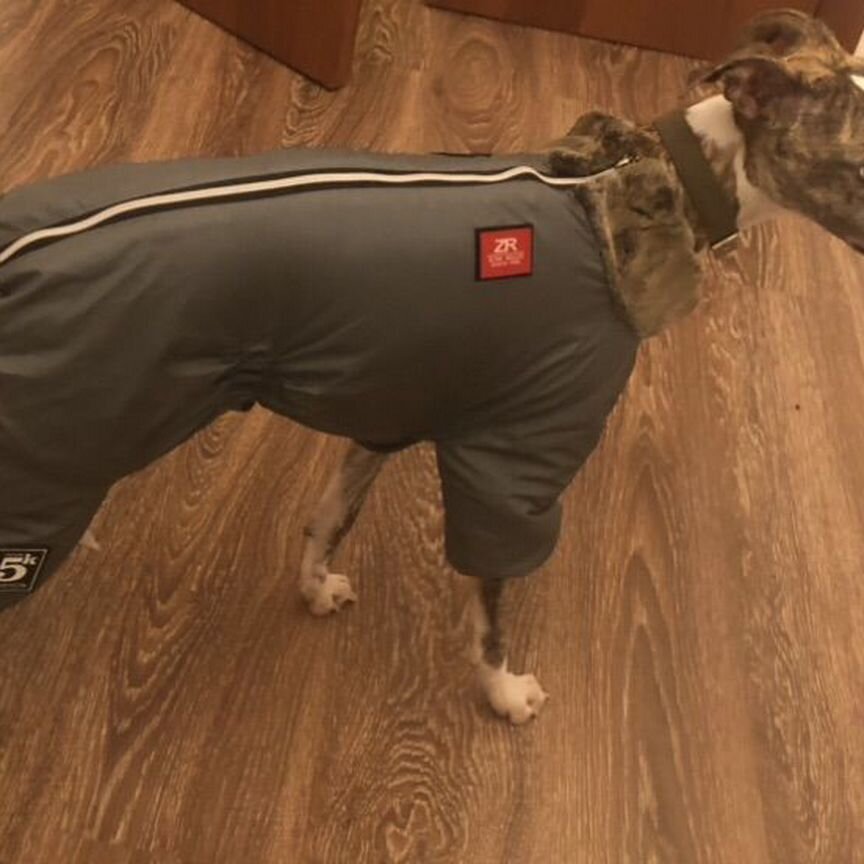 Уиппет вязка