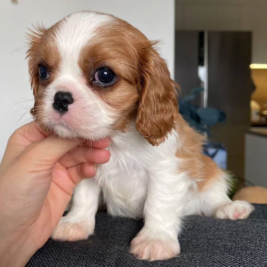 Кавалер кинг-чарльз-спаниель, щенок