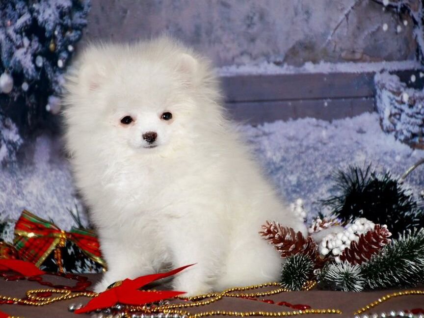 Мини шпиц РКФ