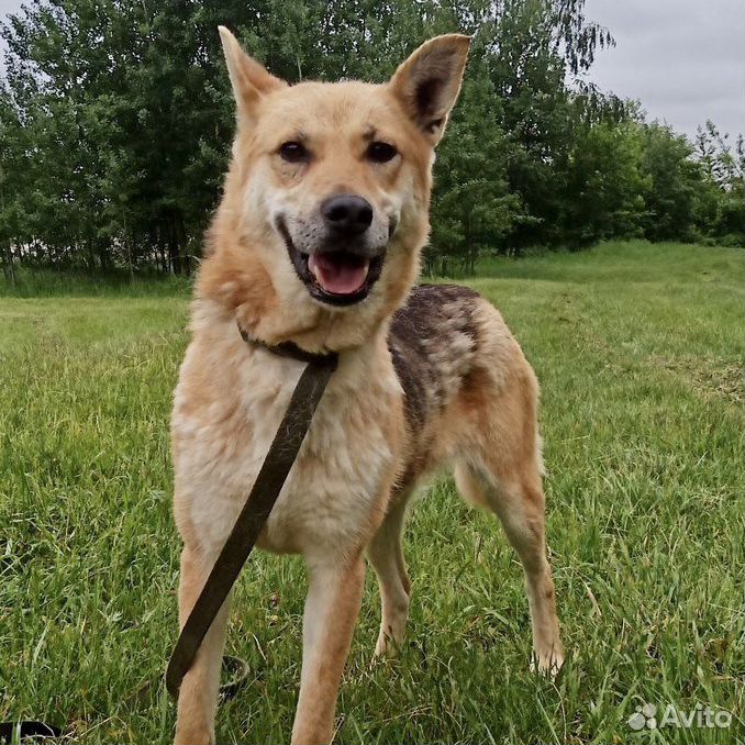 Умница Сальма ищет дом