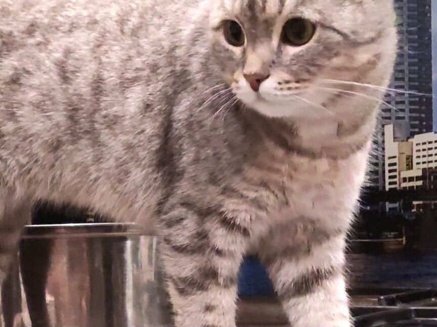 Кошка в добрые руки, 9 мес