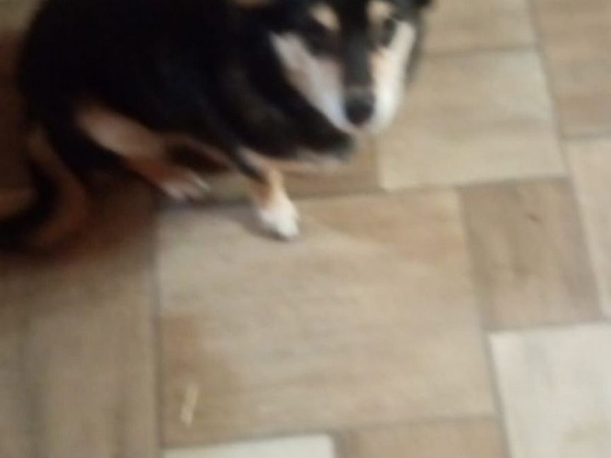 В добрые руки