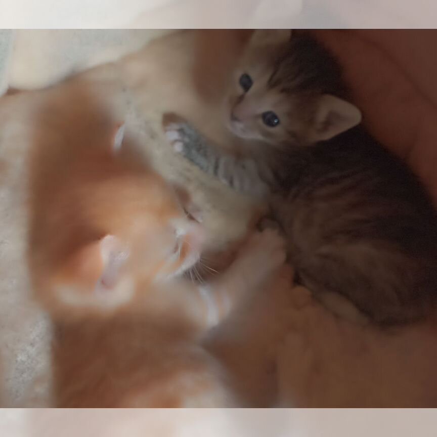Котята серебристая шиншилла
