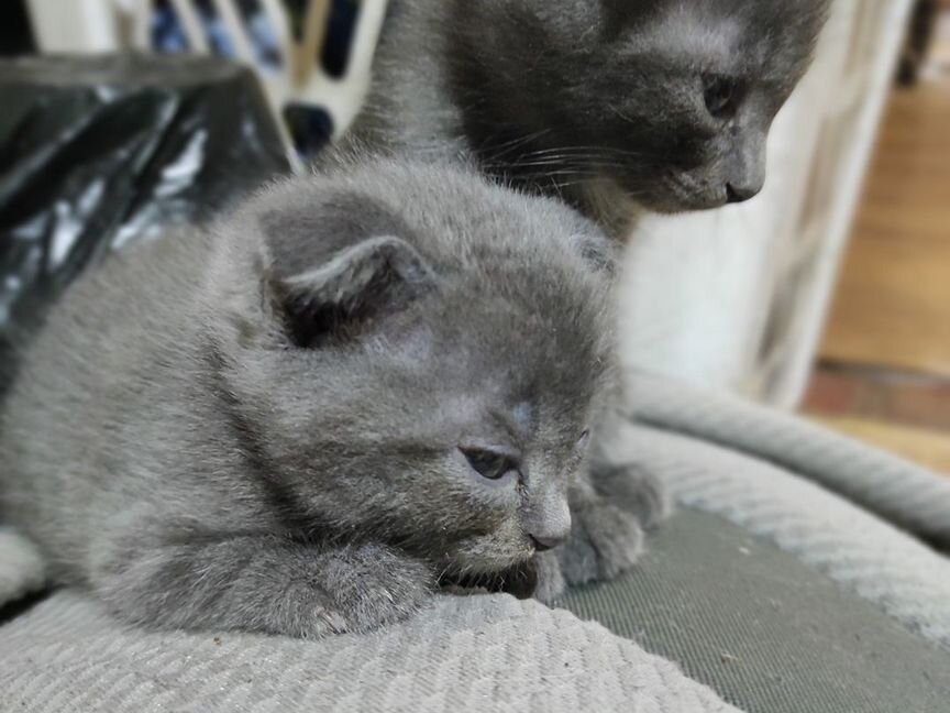 Котята бесплатно