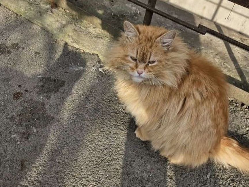 Кот в добрые руки