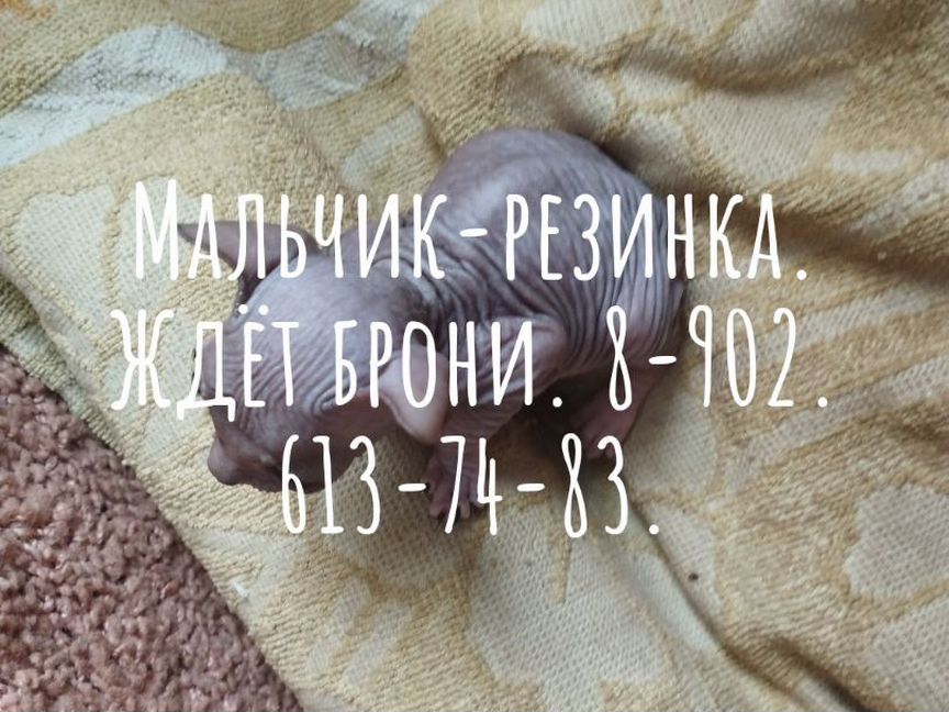 Котята сфинкс