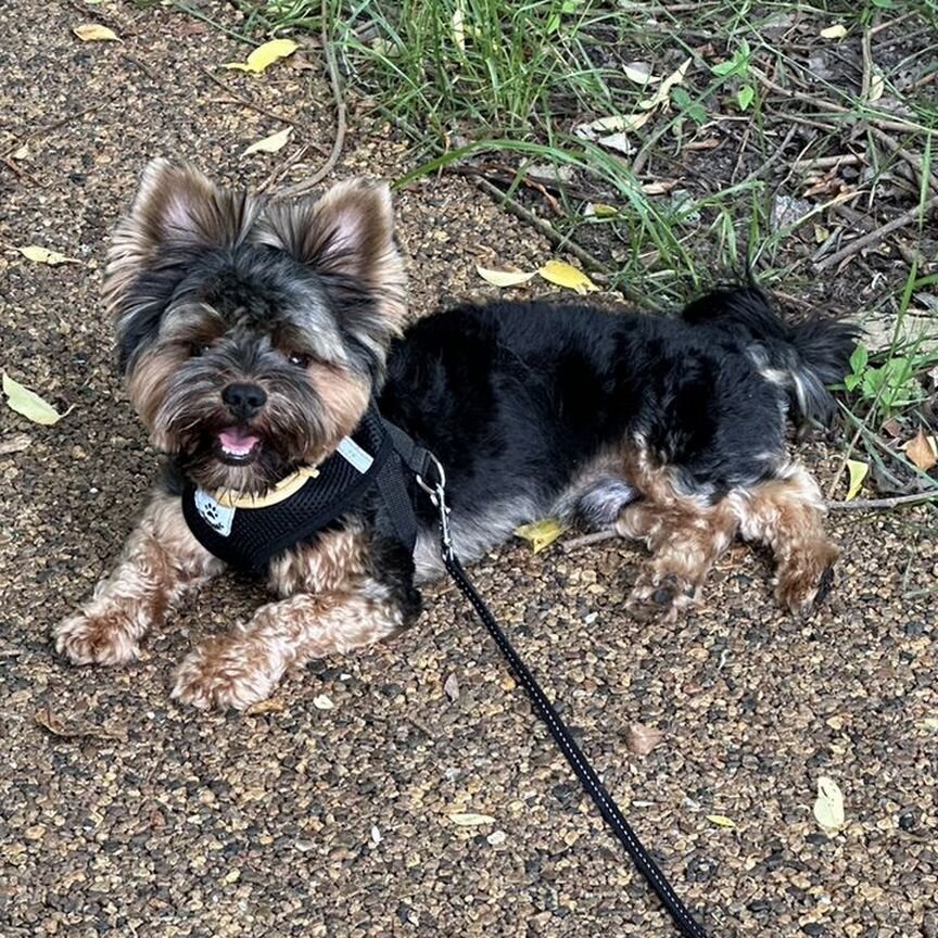 Случка кобеля Йорка