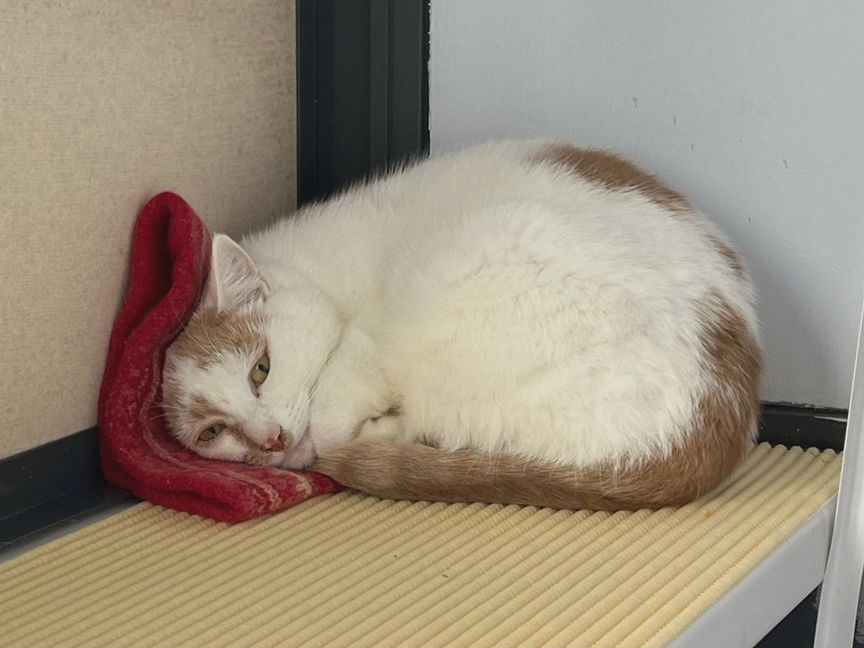 Котик замерзает. Идти некуда