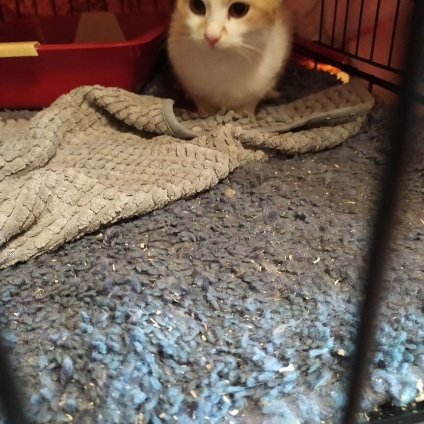 Котенок девочка в добрые руки
