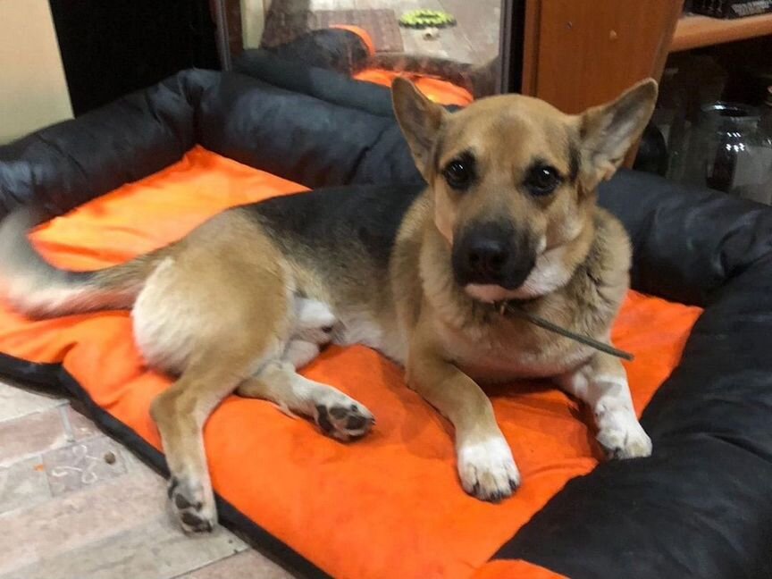 Мультик-почти корги