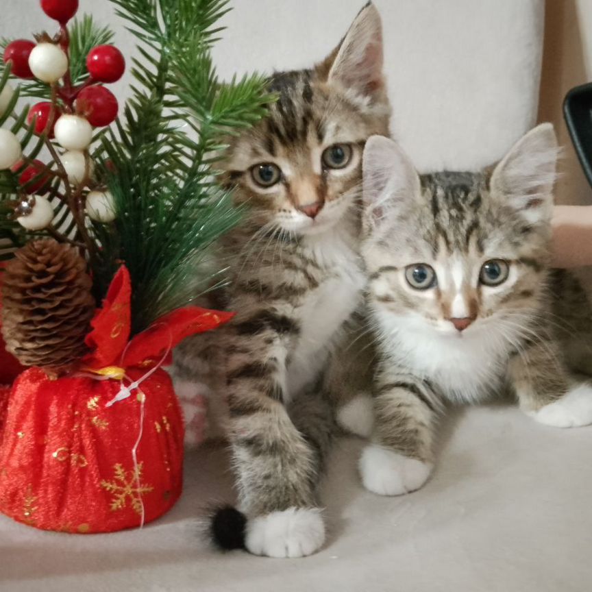 Сибирский котёнок