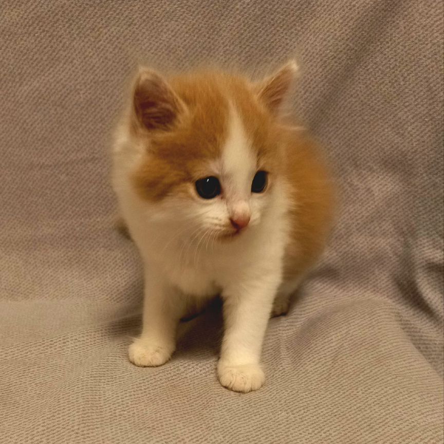Рыжий котенок мальчик 1 месяц