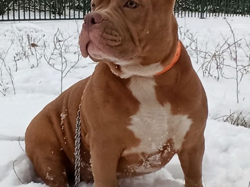 Щенки американского булли