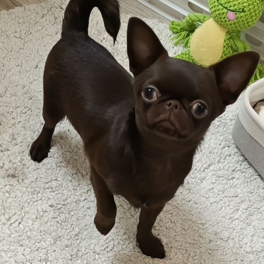 Чихуахуа, щенок