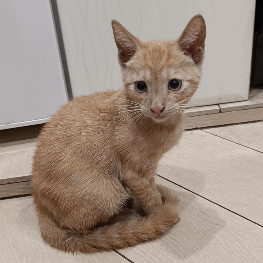 Рыжий котенок