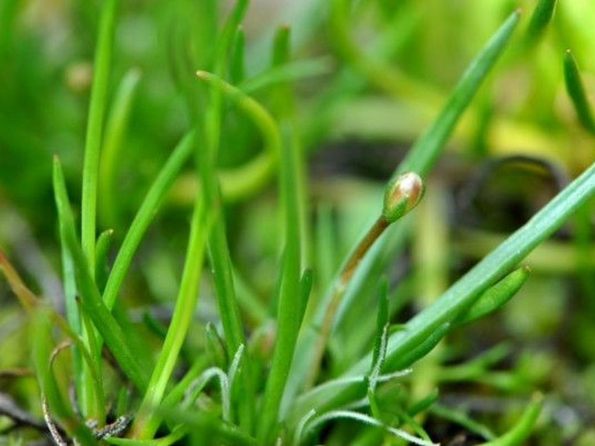 Литторелла унифлора (Littorella uniflora) меристе