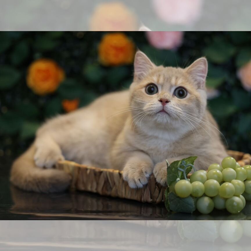 Британский котик лилововое золото