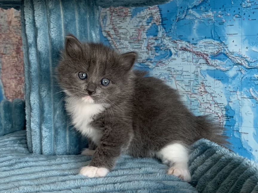 Сибирский котёнок