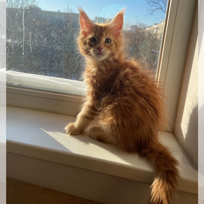 Мейн-кун котёнок