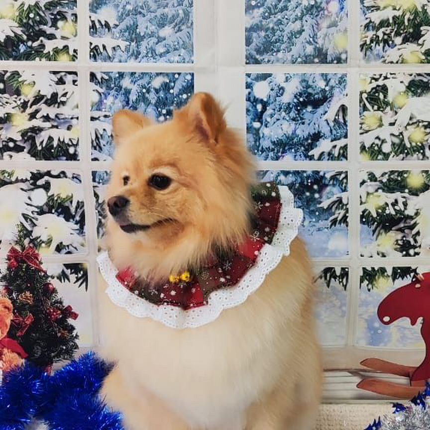 Девочка ищет жениха