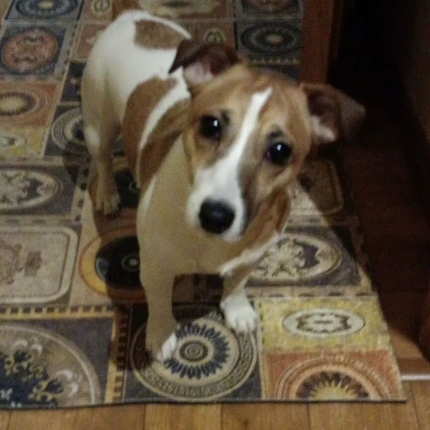 Джек рассел терьер