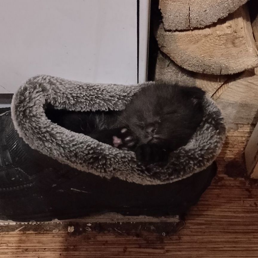 Продам котенка шотланского