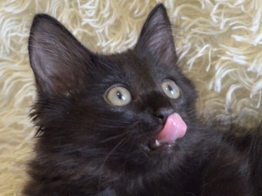 Котята