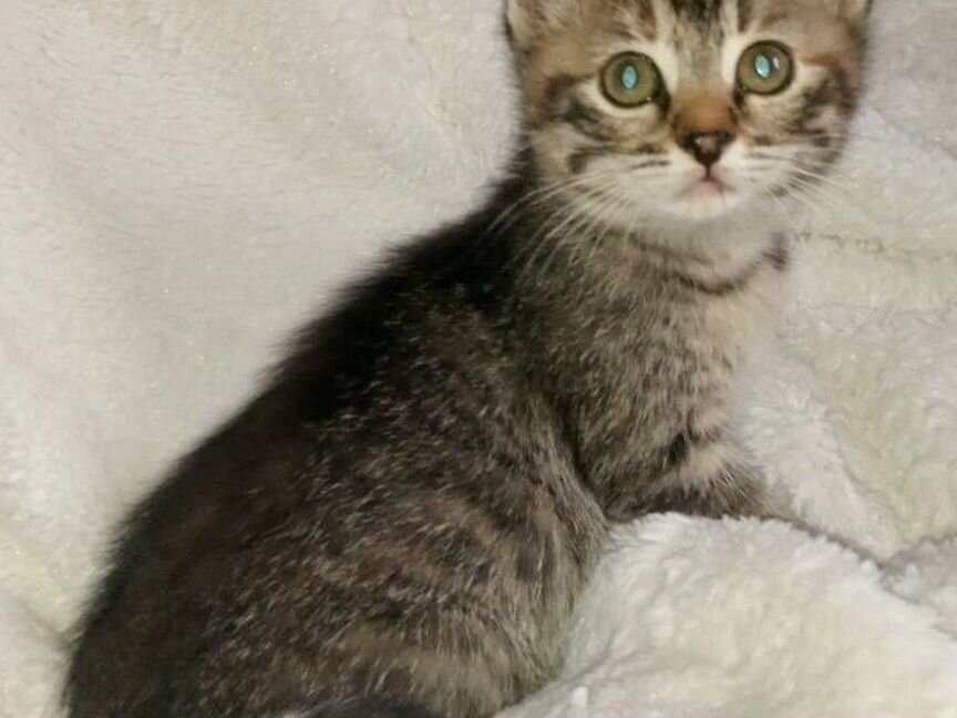 Котёнок 2 мес, ловит мышей