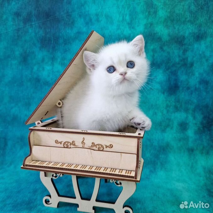 Шотландский милый золотой колорный мальчик