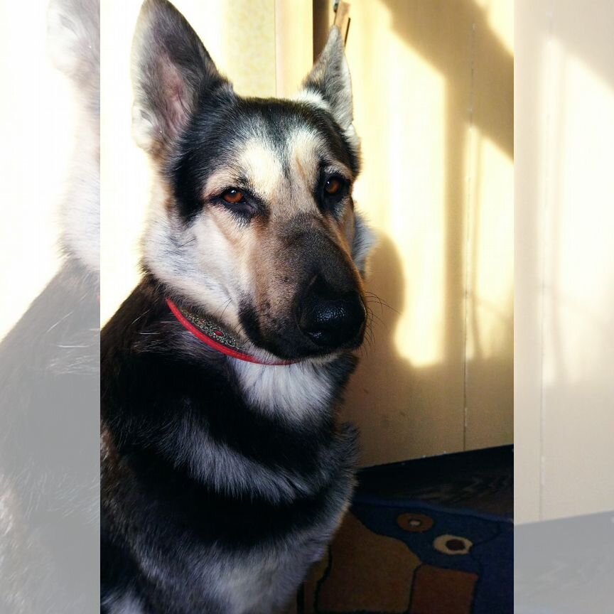 Восточноевропейская овчарка, взрослая собака