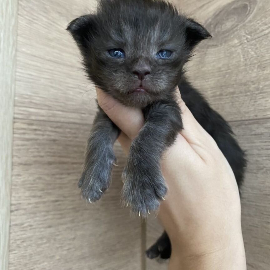 Мальчик мейн-кун черный дым