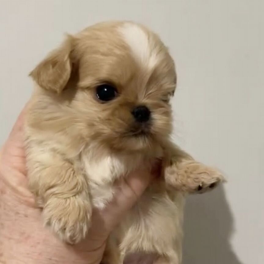 Мальтипу, щенок