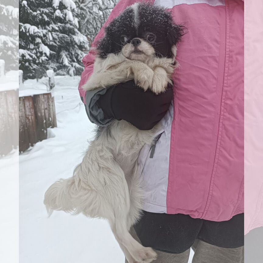 Японский хин, щенок