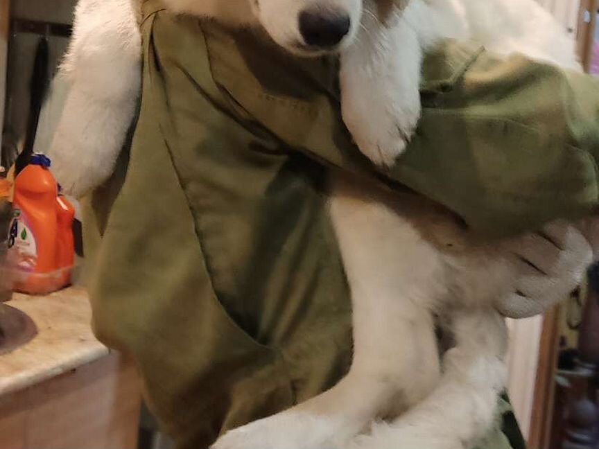 Словацкий чувач