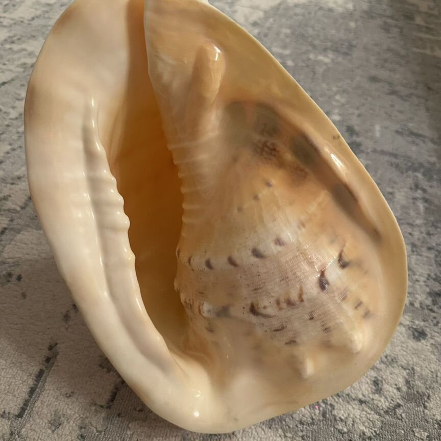 Улитка - ракушка Кассис рогатый