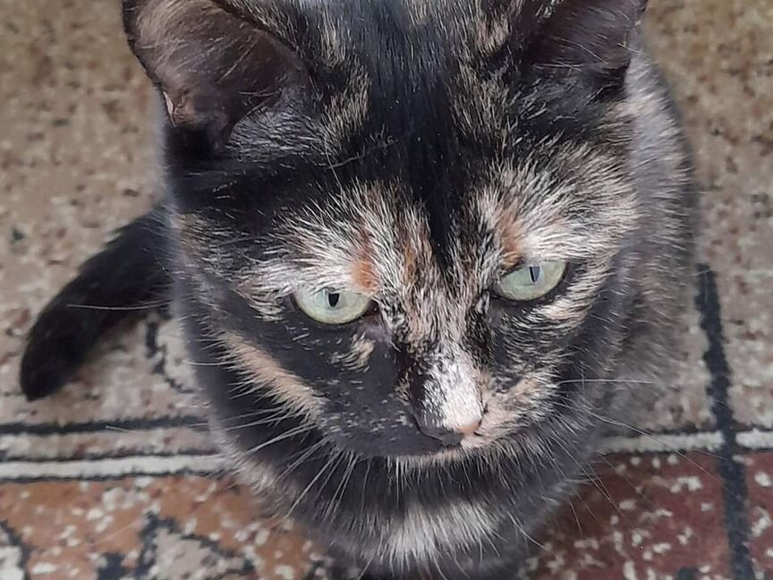 Кошка Лора в добрые руки