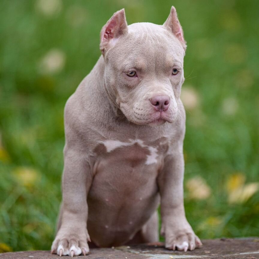 Американский булли, щенок