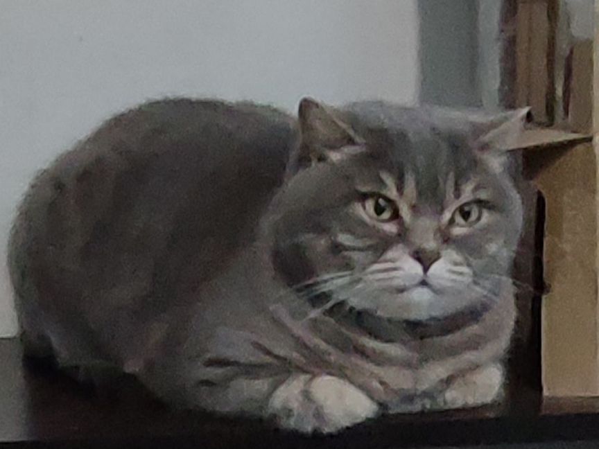 Плюшка ватрушка ищет дом