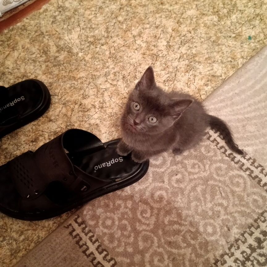Котята