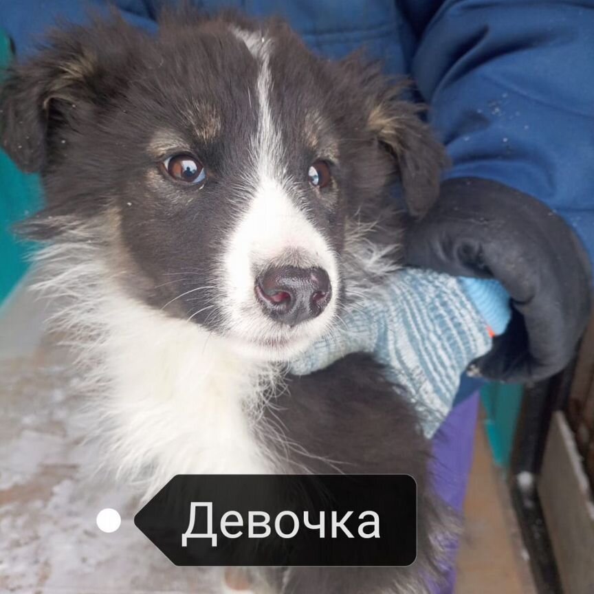 Щенок в добрые руки