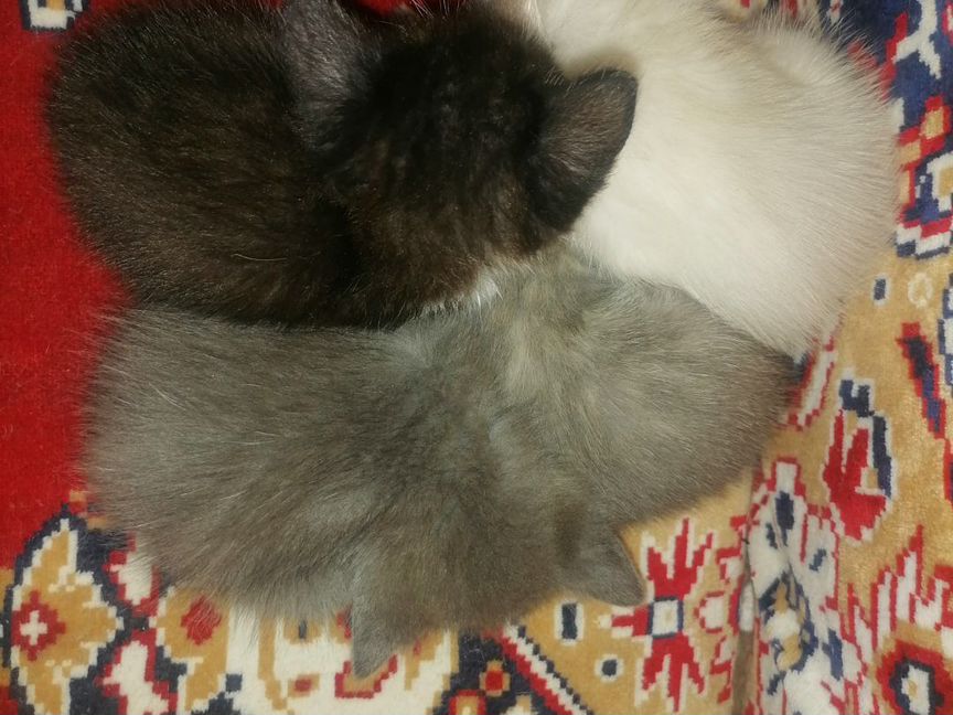 Котята в добрые руки 3 мальчика одна девочка