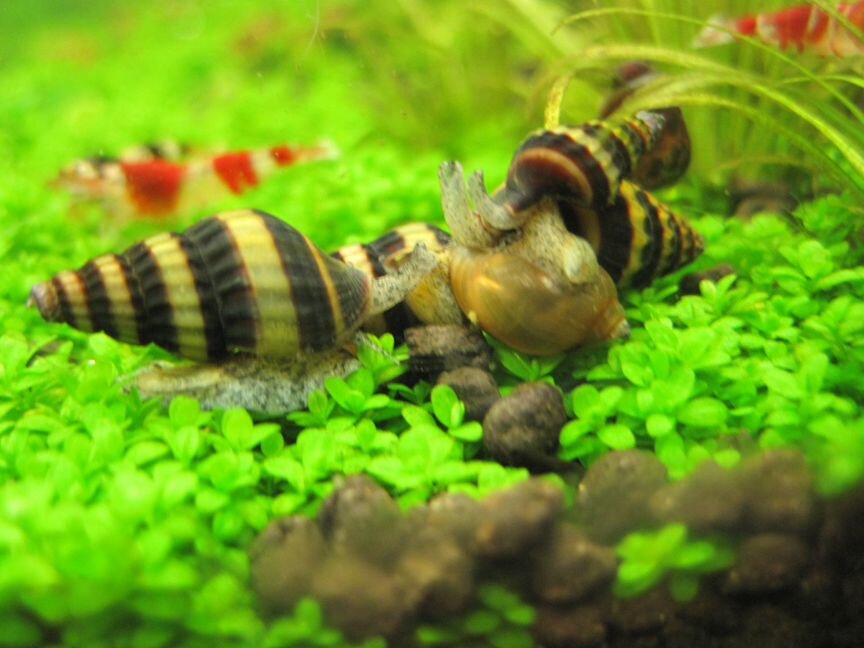Хищные аквариумные улитки Хелена