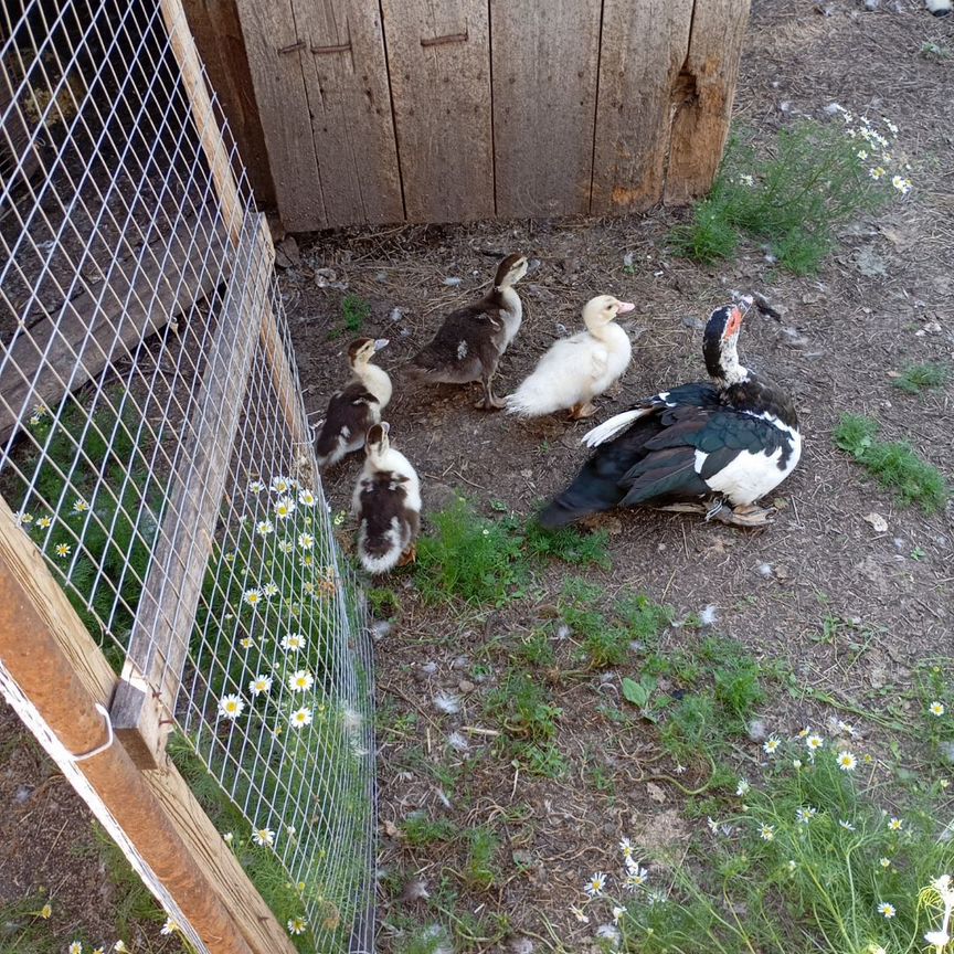 Продаются утки и утята шипуны