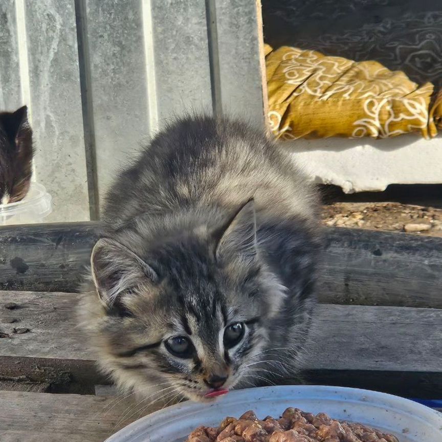 Котенок Пашка 2мес. пуховик лесной сибиряк