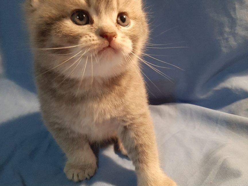 Шотландские котята